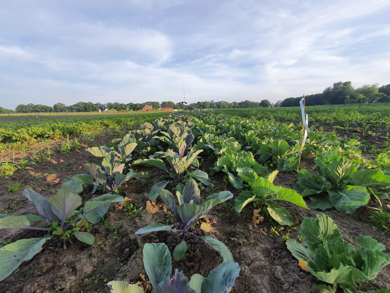 Beugelink groente - Boerderijwinkel, Kwekerij, Landwinkel en Boerderij ...
