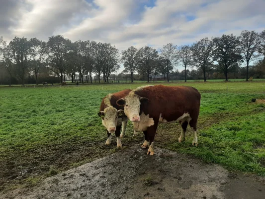 Boer Ben - Anders en Boerderij in Dalfsen