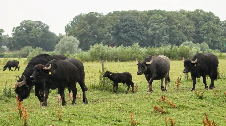 Boer ‘n Buffel Keizersrande - Boerderij, Boerderijwinkel en Melktap in ...
