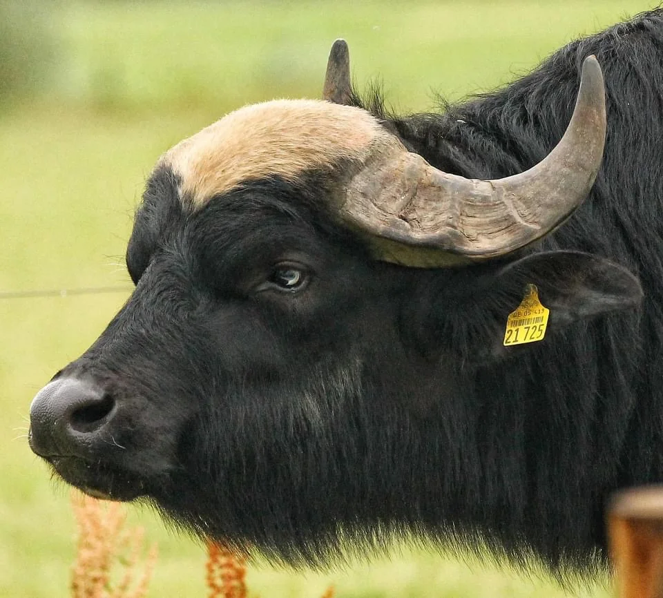 Boer ‘n Buffel Keizersrande - Boerderij, Boerderijwinkel en Melktap in ...