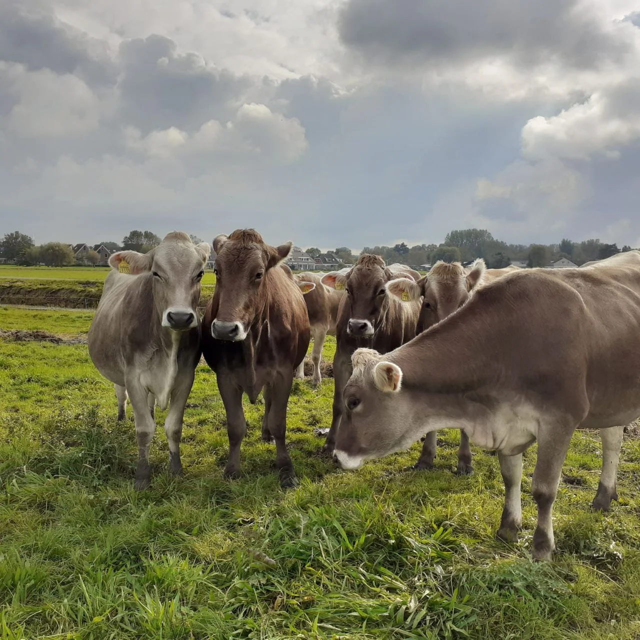 Boerderij De Groene Oerbron - Anders in Uitgeest