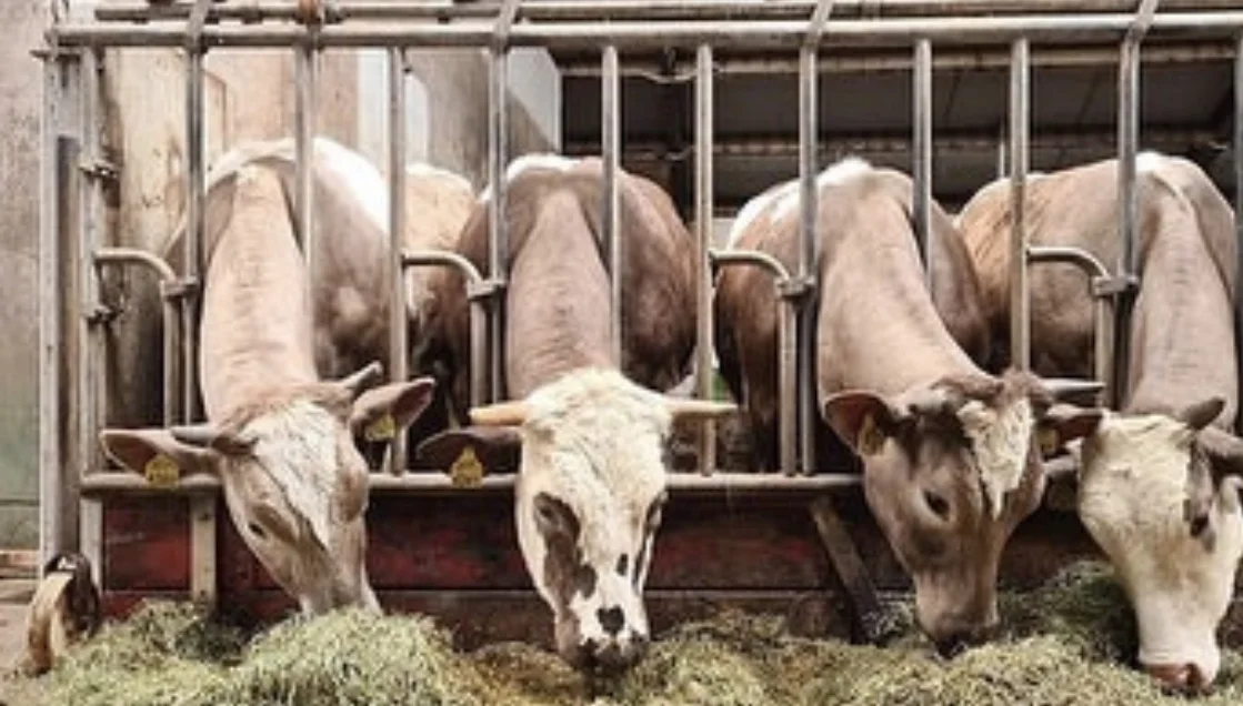 Boerderij de Groote Boele - Boerderijwinkel, Stalletje en Boerderij in ...