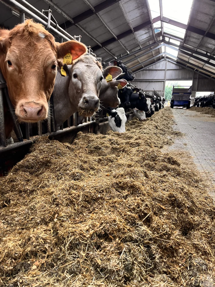 Boerderij de Groote Boele - Boerderijwinkel, Stalletje en Boerderij in ...
