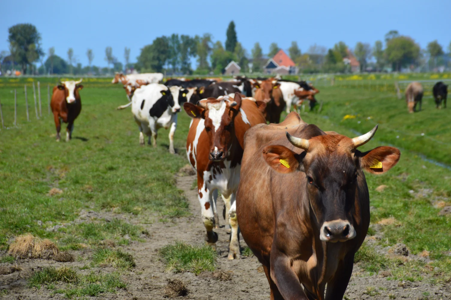 Boerderij Sonnevanck - Boerderijwinkel en Boerderij in Middenbeemster