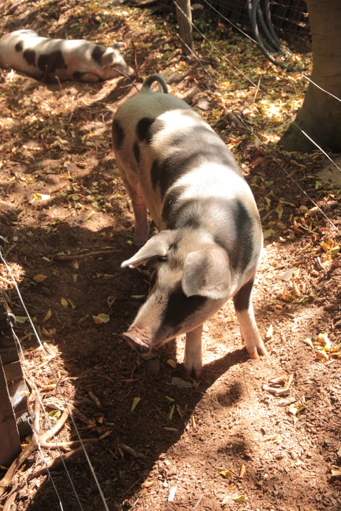 De Boerderij Van Bertus En Riek - Boerderijwinkel en Boerderij in ...