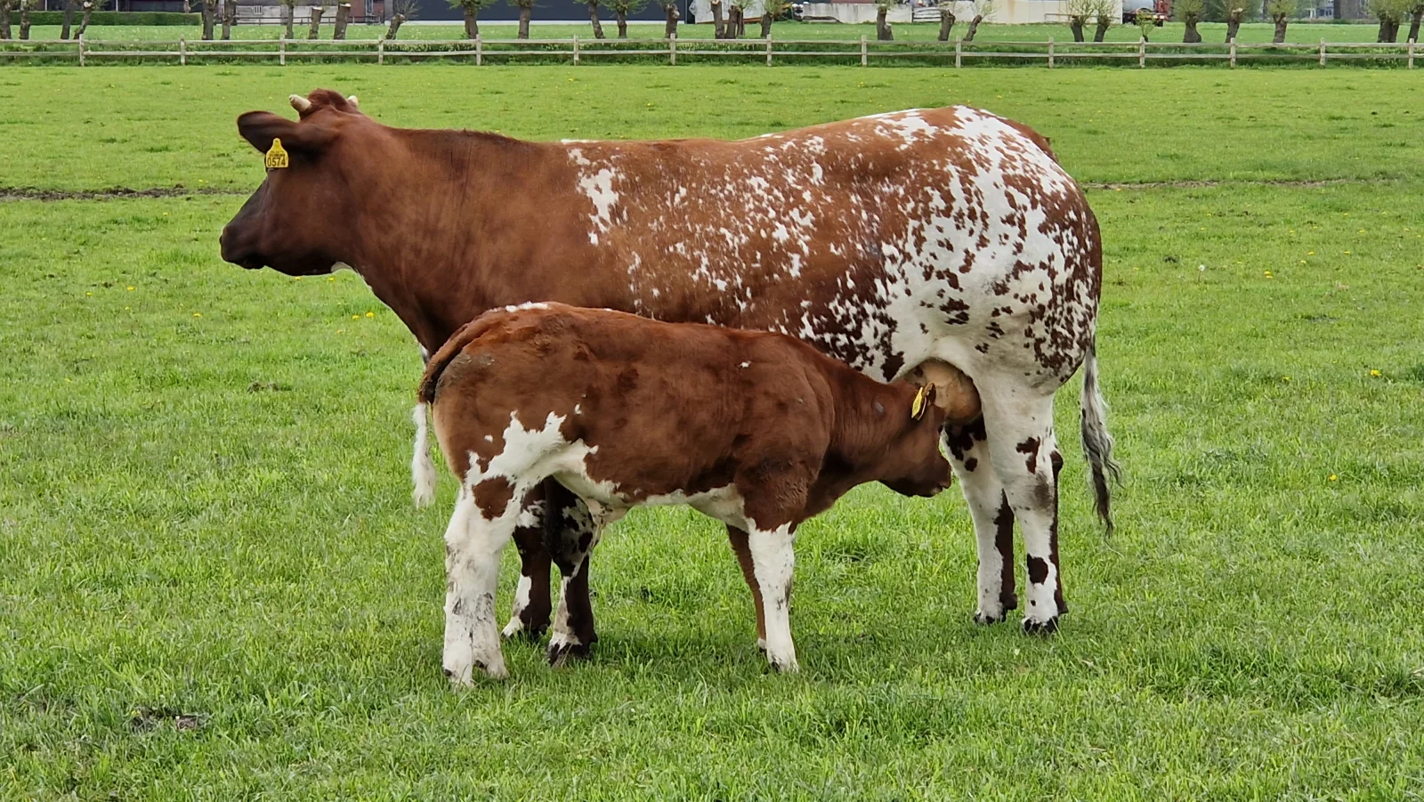 De Groenerie - Boerderijwinkel, Landwinkel, Boerderij, Kwekerij en ...