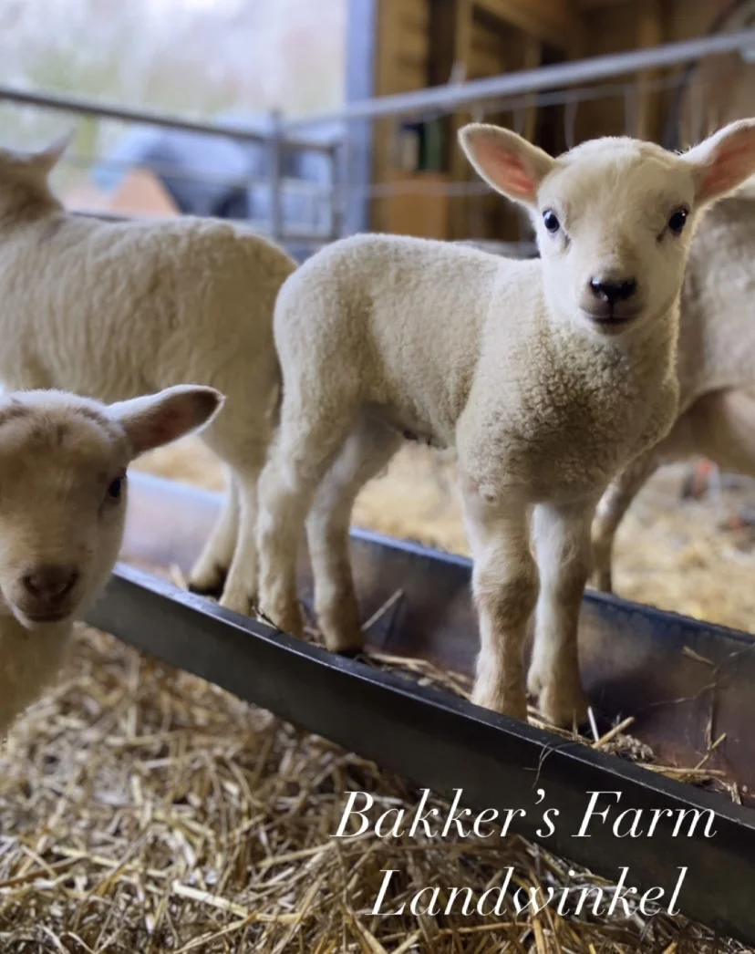 Bakker’s Farm, Landwinkel - Boerderijwinkel en Boerderij in Aartswoud