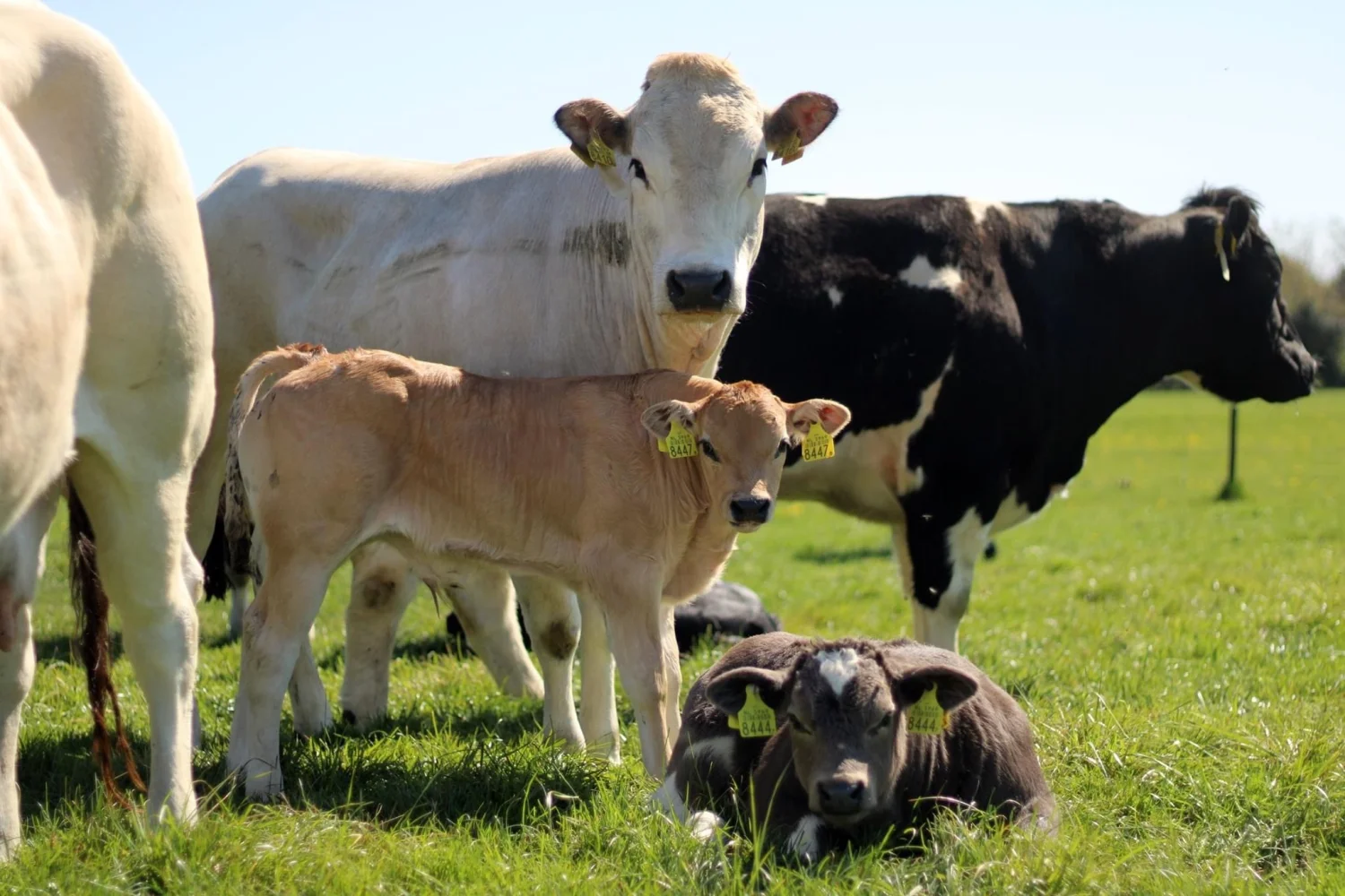 De Ossekop rundvlees - Boerderijwinkel en Boerderij in Epse