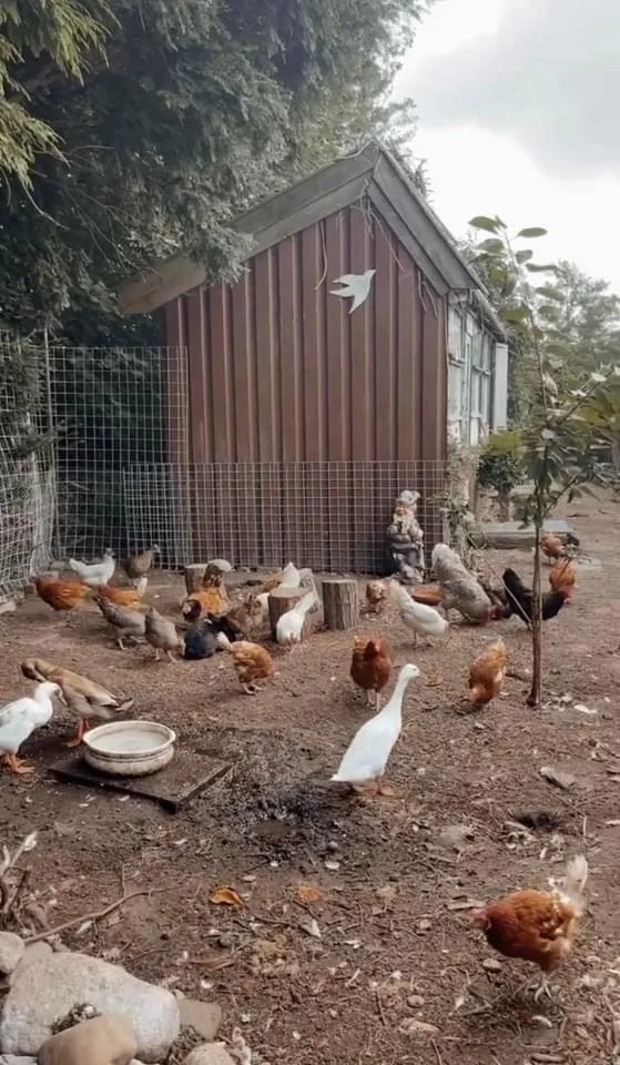 Eitjes van Sofie en Lieke - Stalletje in Groningen