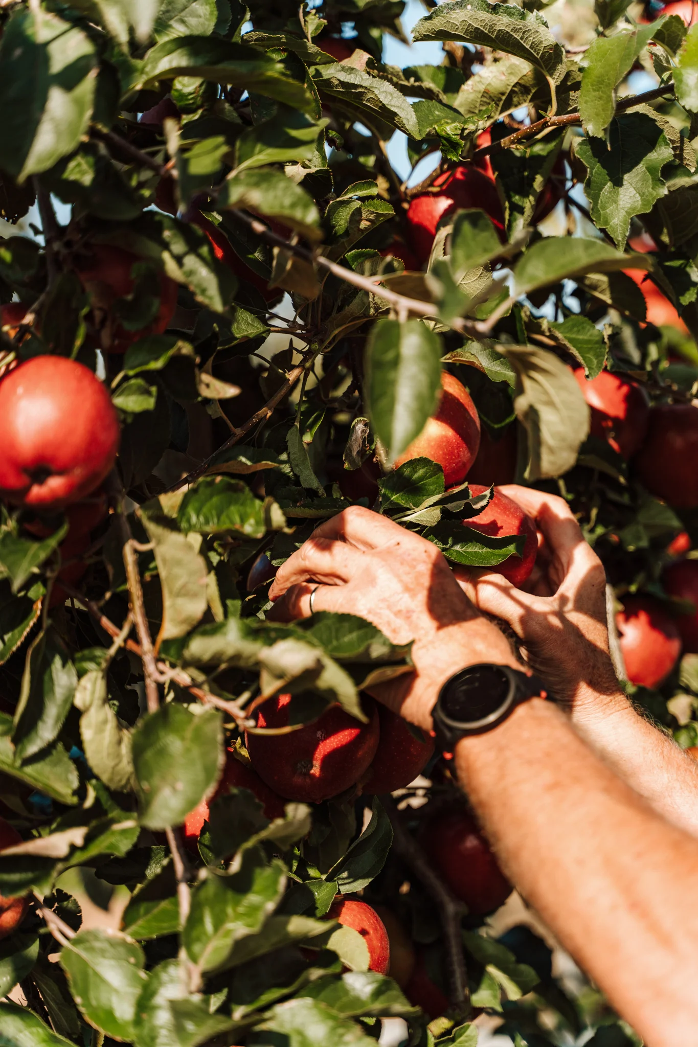 Fruitkwekerij 't Keetje - Boerderijwinkel, Kwekerij, Boomgaard en ...