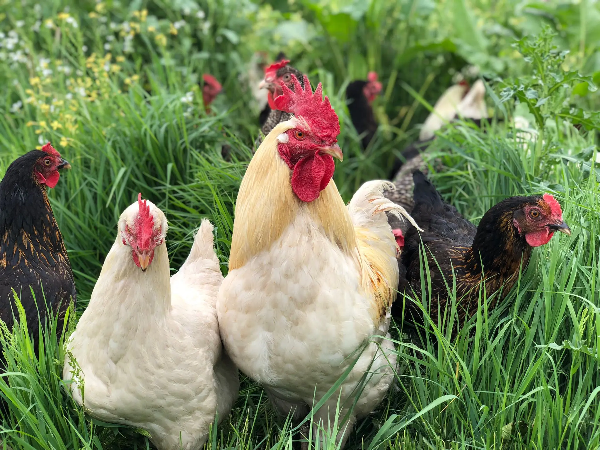Natuurboerderij KipEigen - Anders, Boerderij, Boomgaard, Stalletje en ...