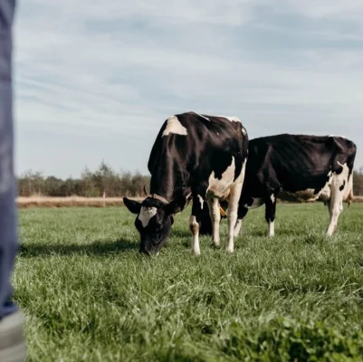 KOE - Boerderijwinkel en Boerderij in Meijel
