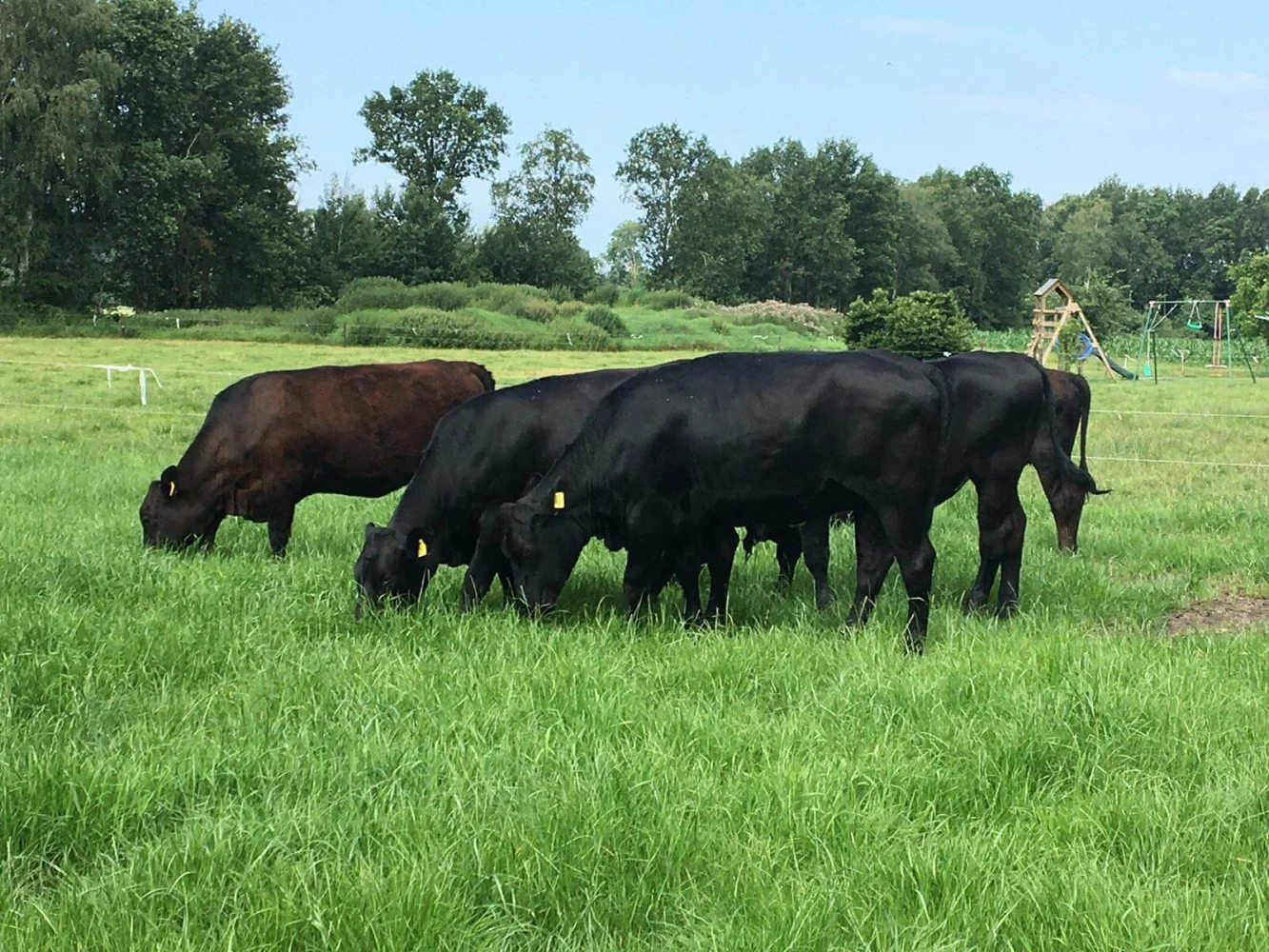 Koeweide Angus Rund - Boerderijwinkel en Boerderij in Dwingeloo