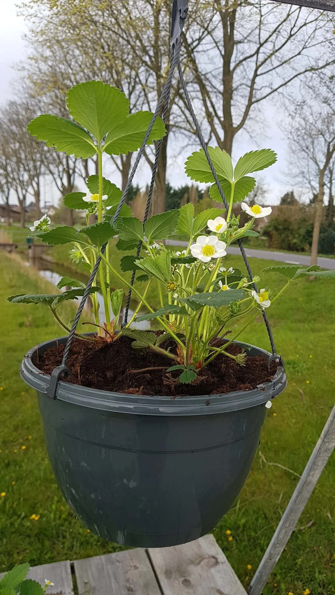 Kraampje Carnas - Stalletje in Waarland