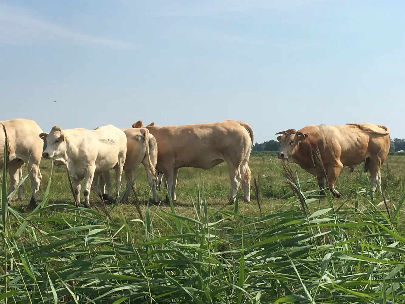 Majoor blonde d’aquitaine - Boerderijwinkel en Boerderij in Joure