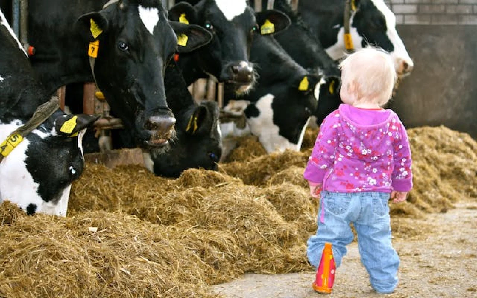 Mariahoeve's Melkhuisje - Boerderijwinkel, Boerderijautomaat, Melktap ...