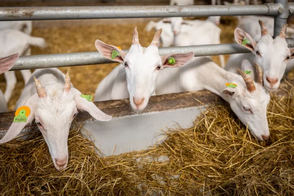 Melkgeitenhouderij Zuylestein - De Geitenkeet - Boerderij ...