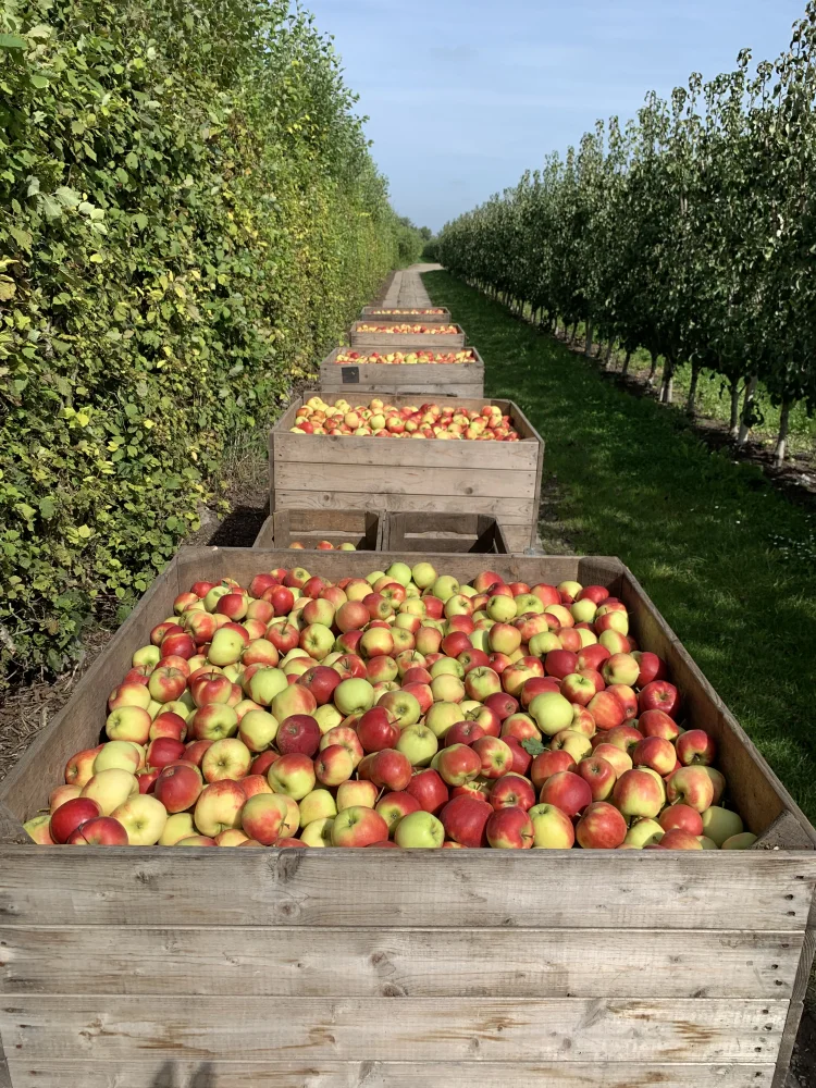 Oskam fruit - Boerderijwinkel in Leerbroek