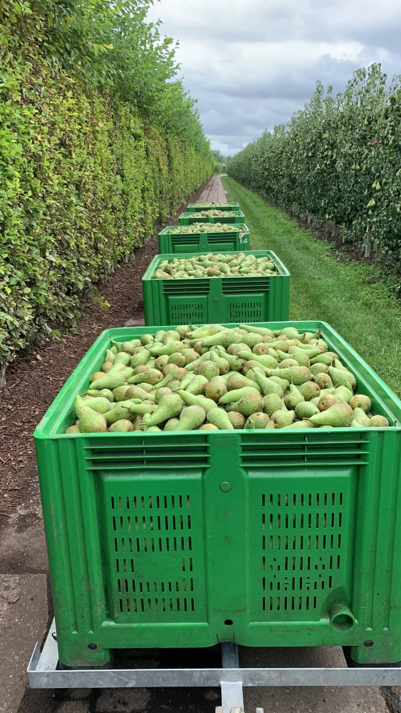 Oskam fruit - Boerderijwinkel in Leerbroek