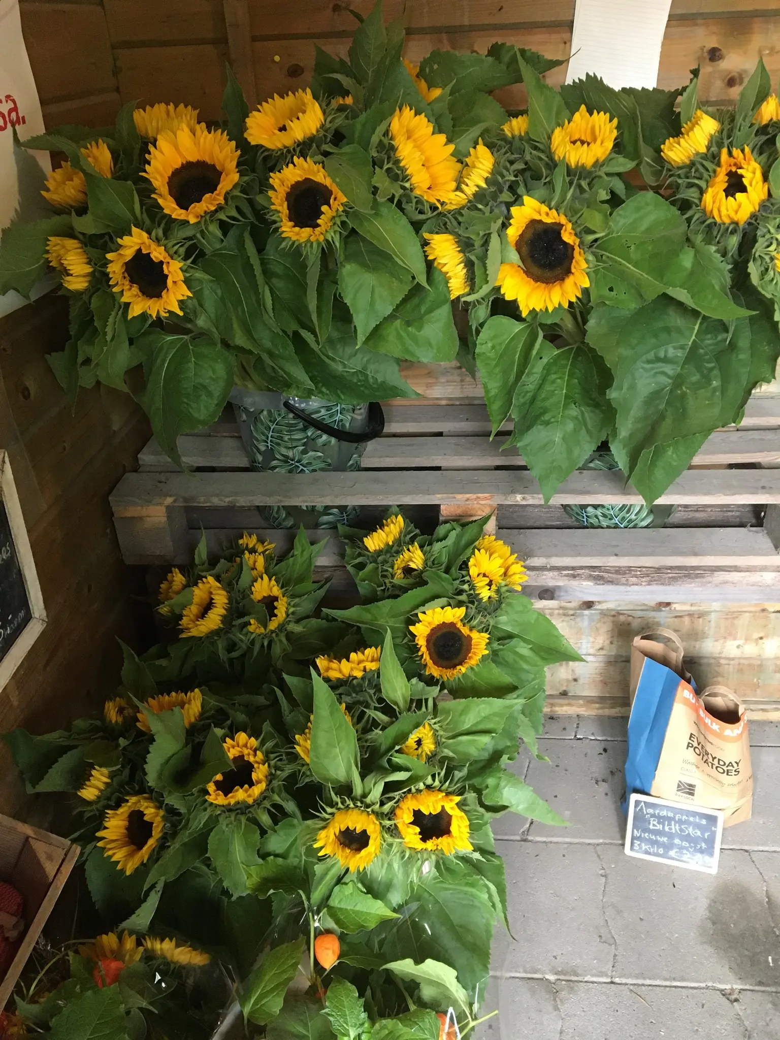 Sanne’s Zonnebloemen - Stalletje, Kwekerij en Boerderij in Slootdorp