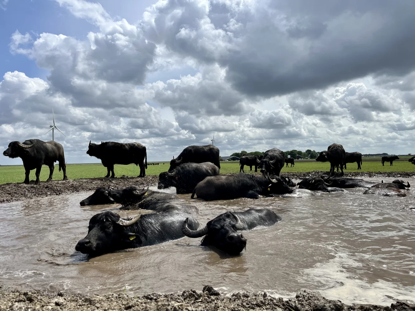 The Buffel Company | Vlees en zuivel van de waterbuffel ...