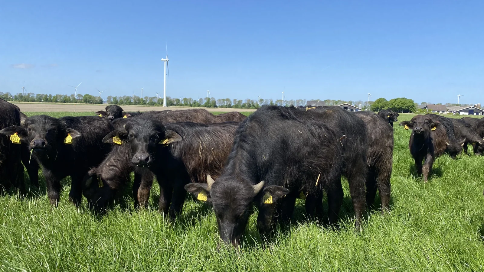 The Buffel Company | Vlees en zuivel van de waterbuffel ...