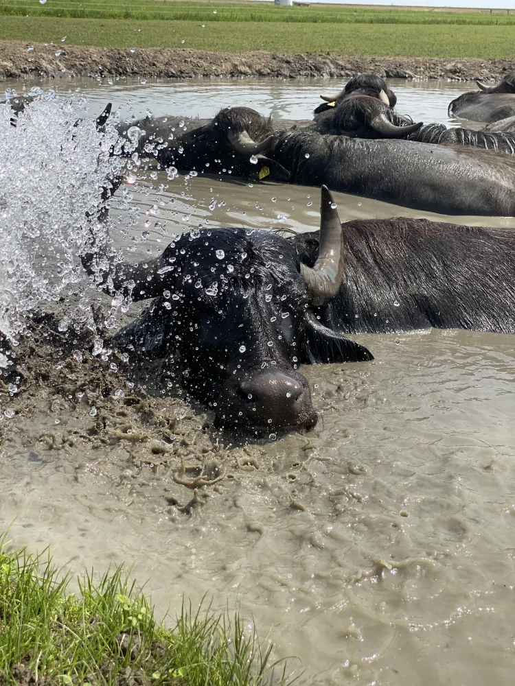 The Buffel Company | Vlees en zuivel van de waterbuffel ...