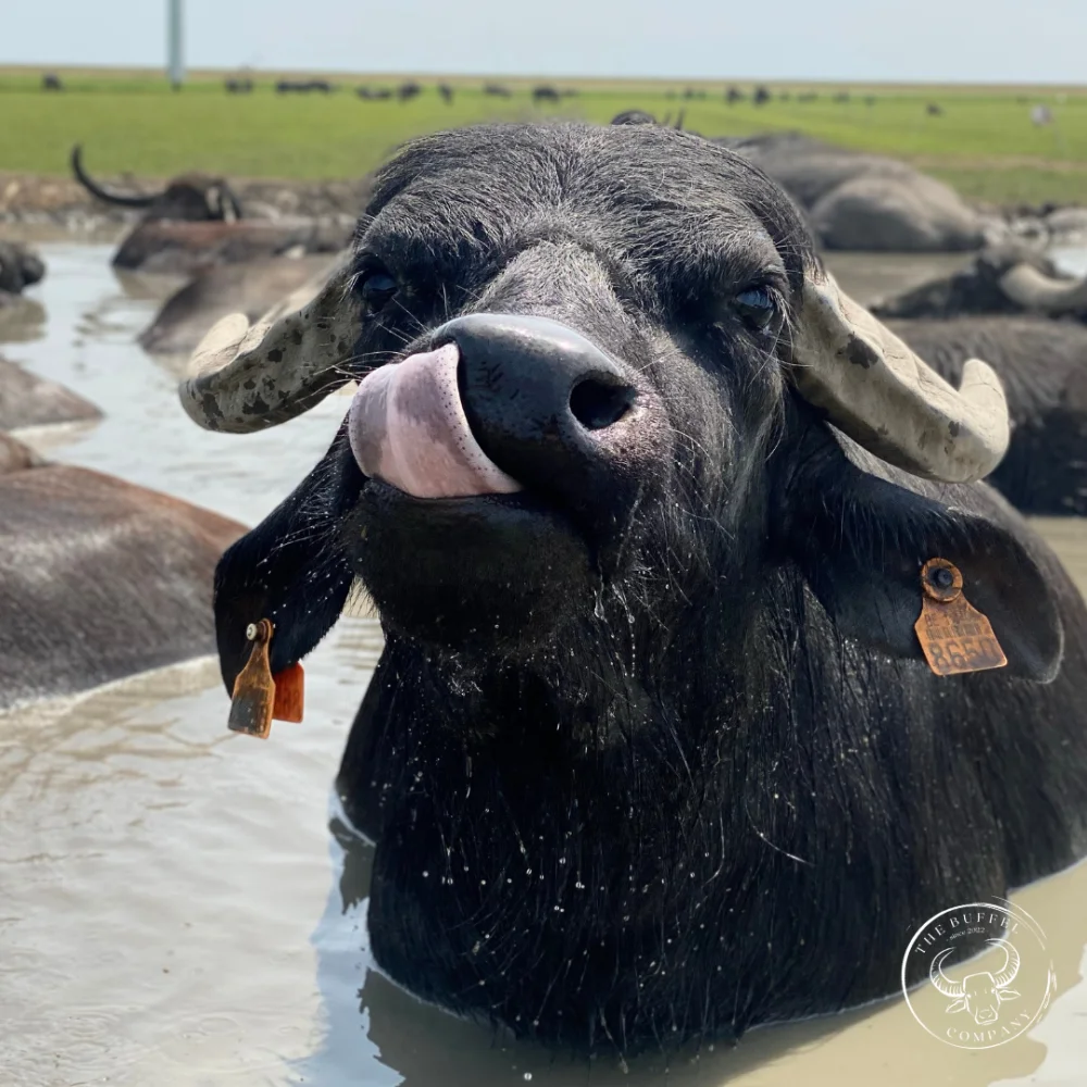 The Buffel Company | Vlees en zuivel van de waterbuffel ...