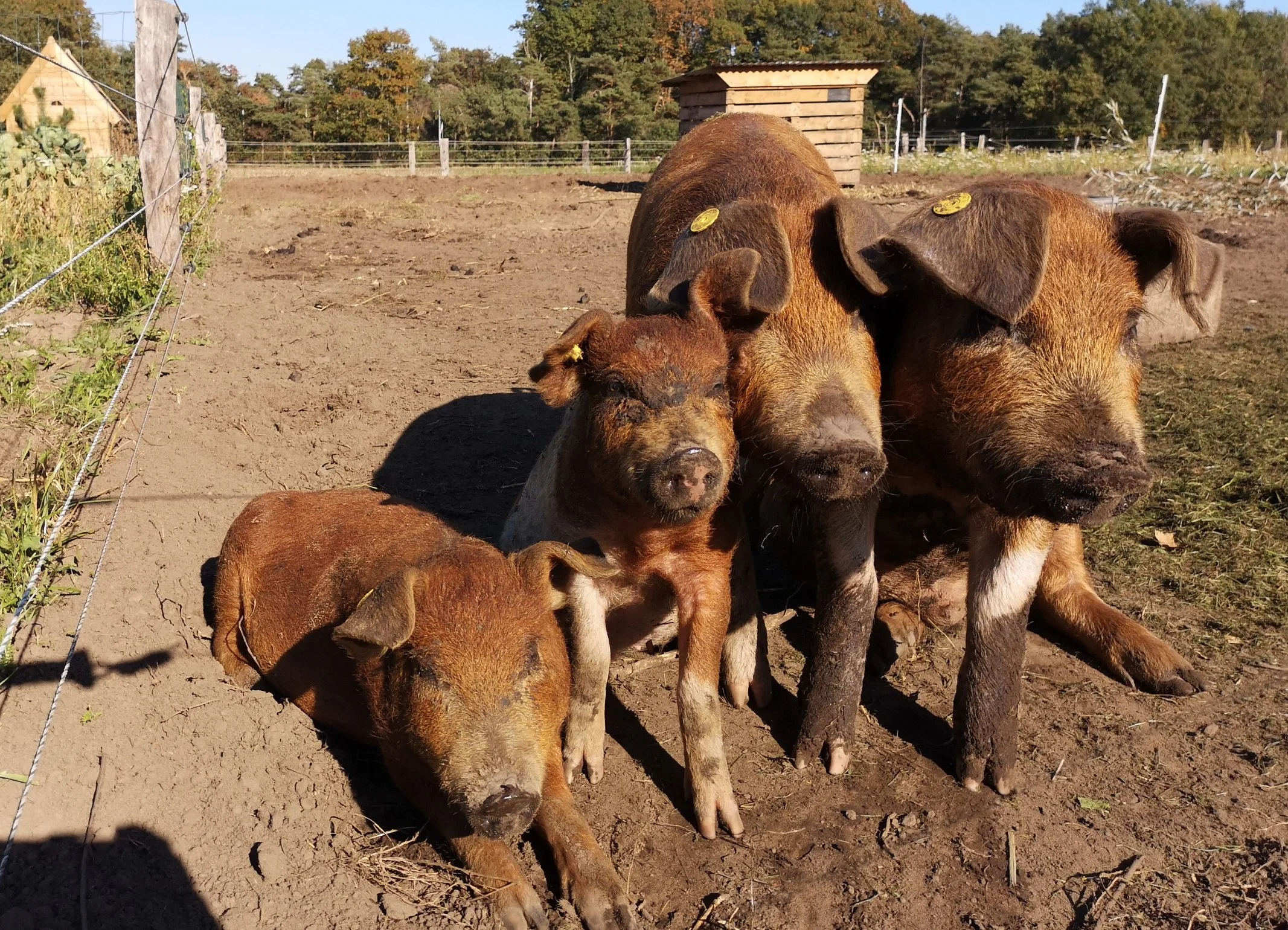 Wroetende Varkens - Boerderij in Halle